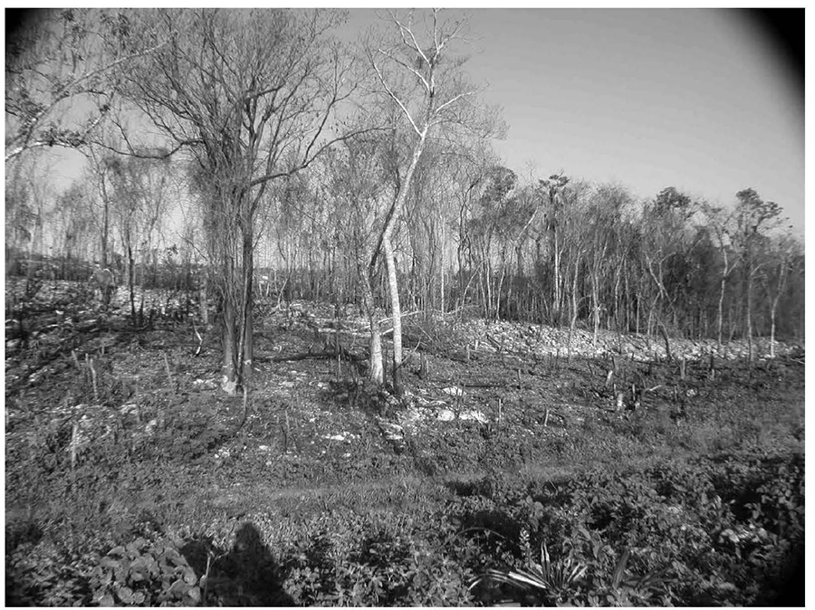 “4. The Sacbe Constructed” in “Changing Social Landscapes of the ...